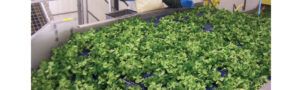 Tapis de transfert «pont» : TABTRANS - Machines Briand (44)